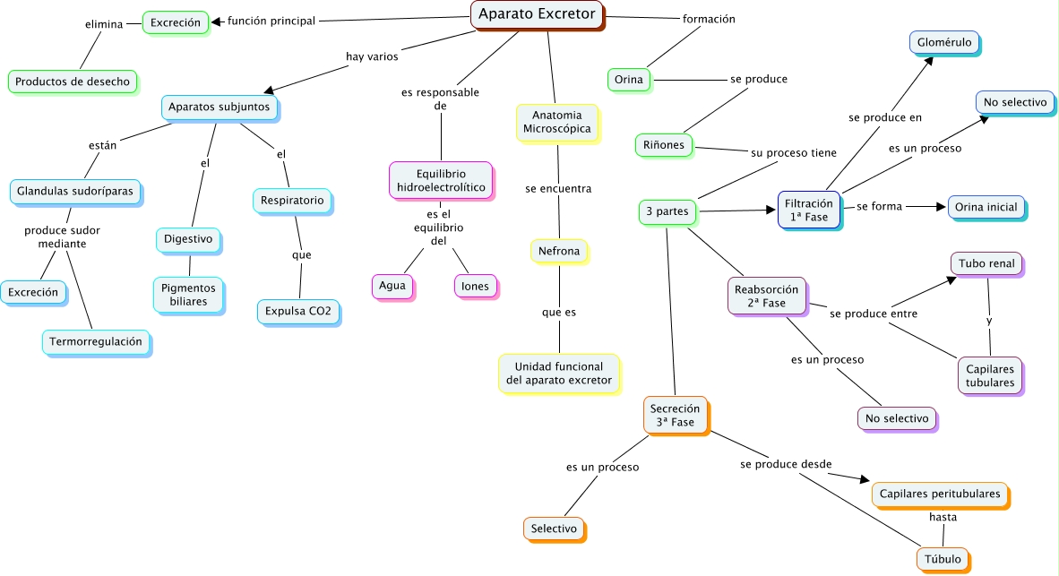 Cmap excretor Sandra Quintana